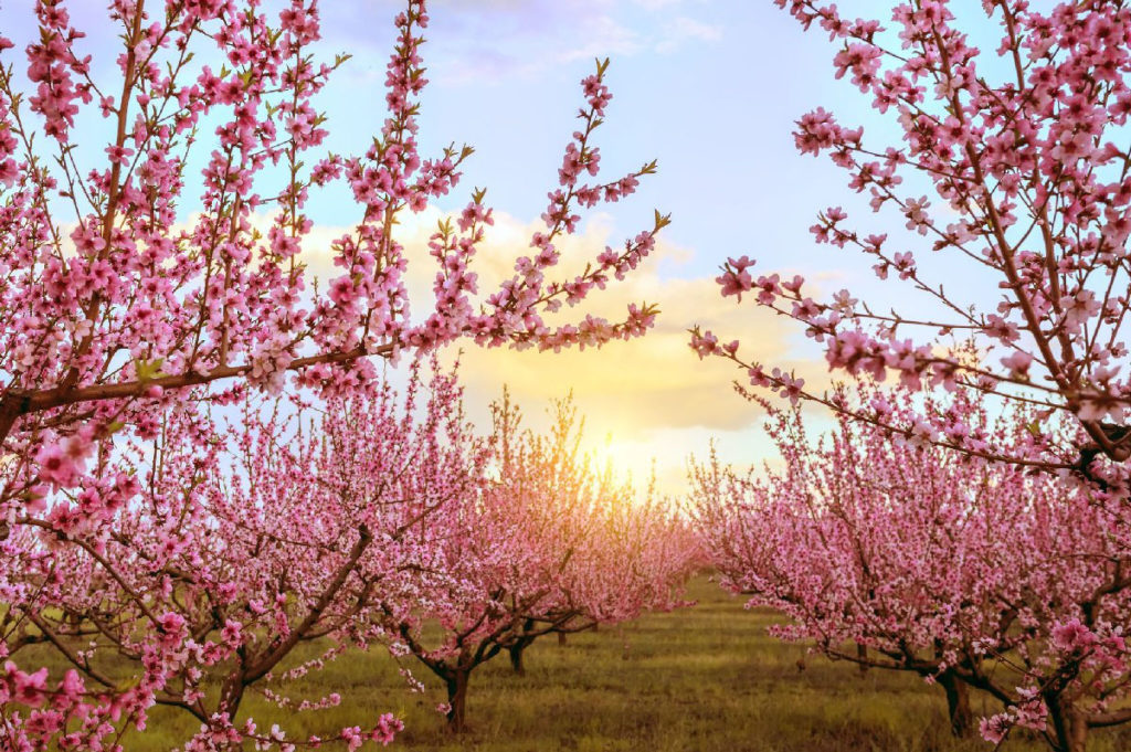 Pesco - Lo Vullo Group